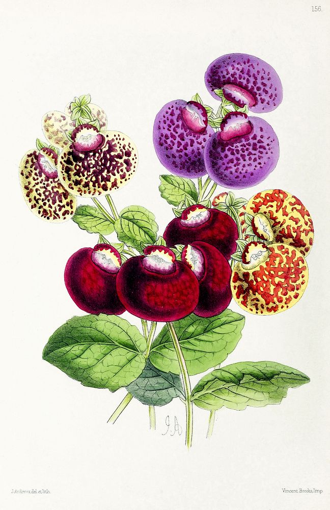Calceolaria arachnoidea Floral Magazine (1861-1881) | Free Photo ...