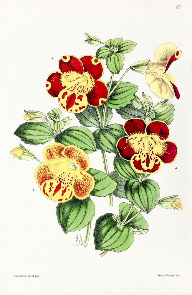 Mimulus, Hybrid Floral Magazine (1861-1881) | Free Photo Illustration ...