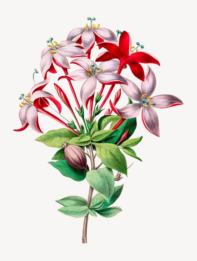 Caribbean flower Flore d'Amérique, vintage | Free PSD - rawpixel