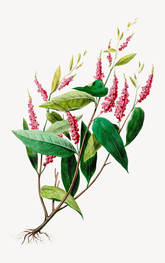 Scarlet Sumac Plant Flore d'Amérique | Free Photo Illustration - rawpixel