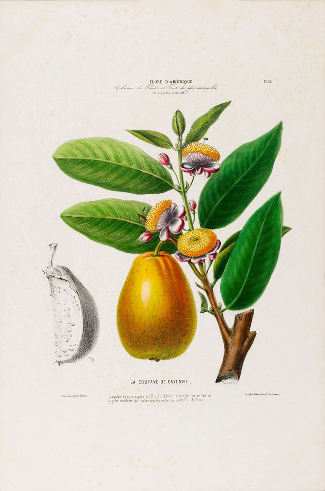 Cayenne Guava Flore d'Amérique (1843-1846) | Free Photo Illustration ...