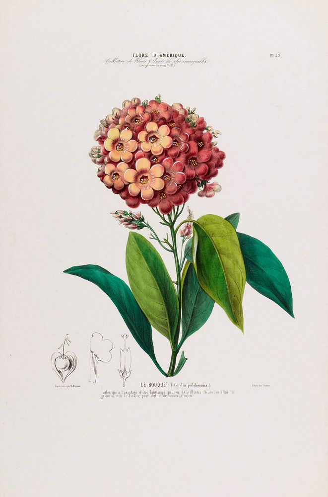 Geiger Tree Flower Flore d'Amérique | Free Photo Illustration - rawpixel