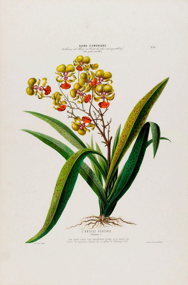 Turtle Shell Orchid Flore d'Amérique | Free Photo Illustration - rawpixel