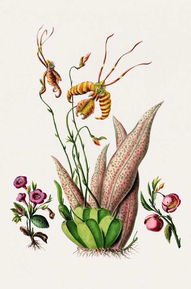 Psychosis Mendenhall Hildos Orchid Flower | Free Photo Illustration ...