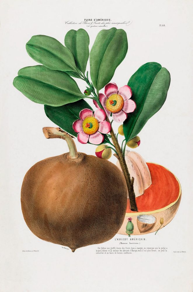 Mammee Apple Flore d'Amérique (1843-1846) | Free Photo Illustration ...