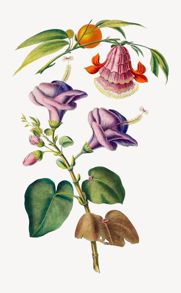 Hibiscus and Scarlet Flame Bean | Free PSD - rawpixel