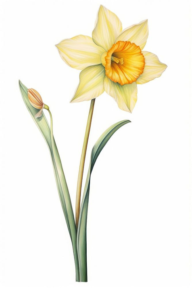 Daffodil flower illustration botanical. | Free Photo Illustration ...