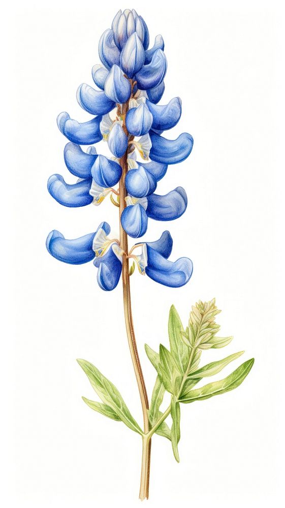 Illustration bluebonnet botanical drawing. | Free Photo Illustration ...
