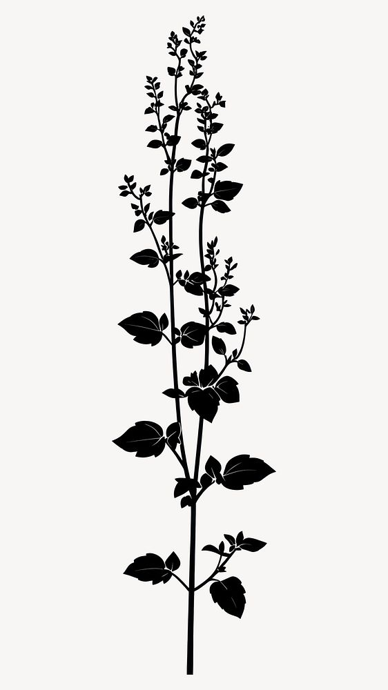 Wild flower Basil illustration silhouette | Free Vector - rawpixel