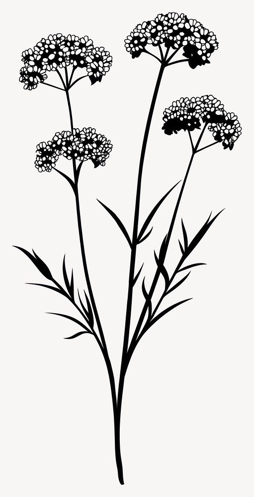Wild flower Yarrow illustration minimalist | Free Vector - rawpixel