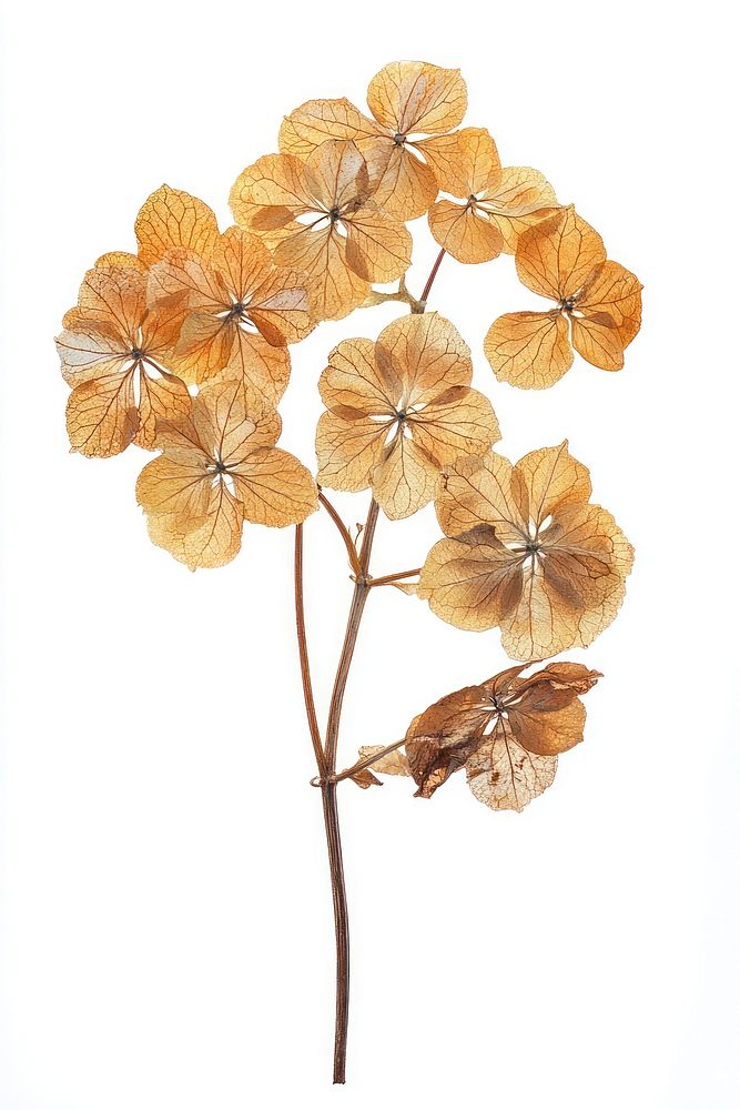 Hydrangeas hydrangea flower plant. | Free Photo - rawpixel