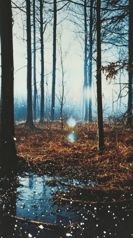 Winter dark forest photography sunlight | Free Photo - rawpixel