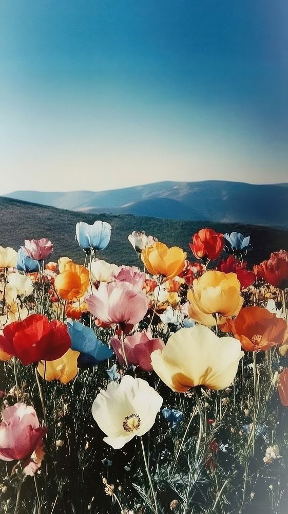 Spring flower hills flowers photography | Free Photo - rawpixel