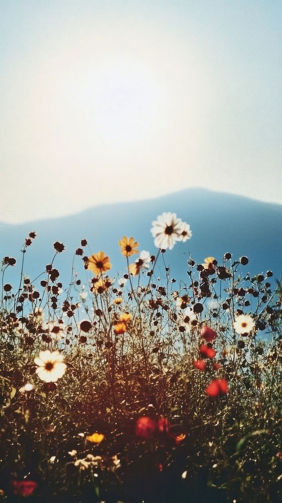 Summer landscape photography outdoors sunlight. | Free Photo - rawpixel