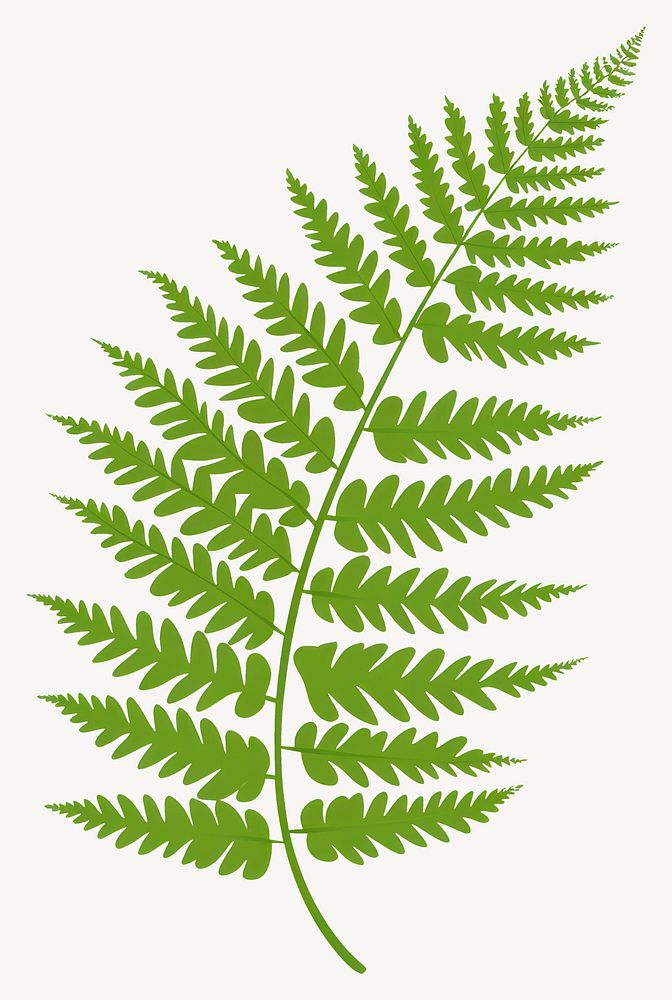 Green curved fern leaf illustration | Free Vector - rawpixel