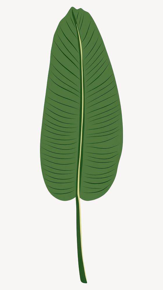 Green long rounded leaf illustration | Free Vector - rawpixel