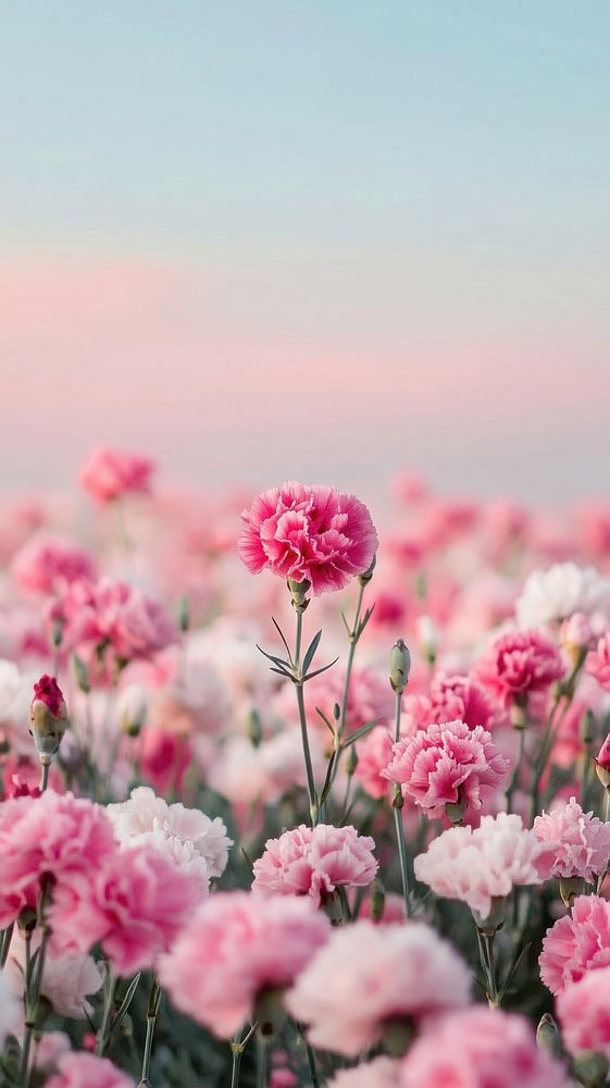 Carnation flower fields carnations sky | Free Photo - rawpixel