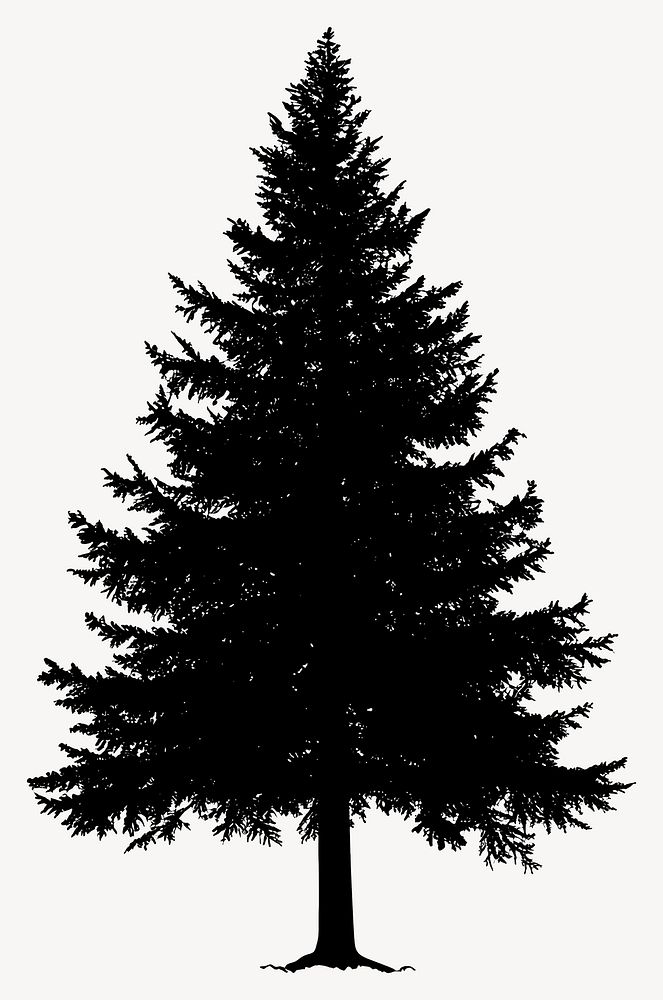 Spruce tree silhouette illustration black | Free Vector - rawpixel