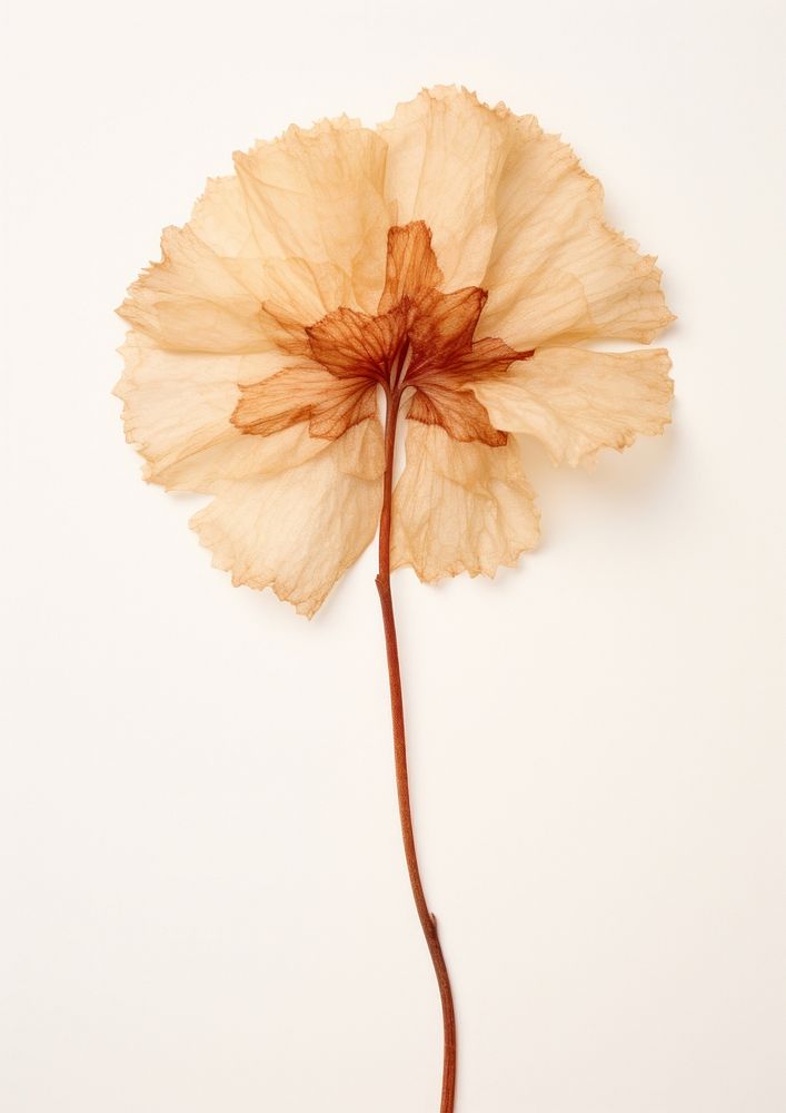 Real Pressed Carnation flower dried | Free Photo - rawpixel