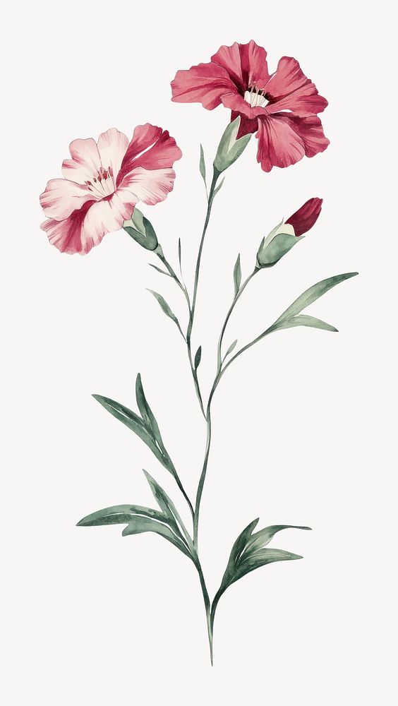 Carnation field flowers illustration watercolor | Free Vector - rawpixel