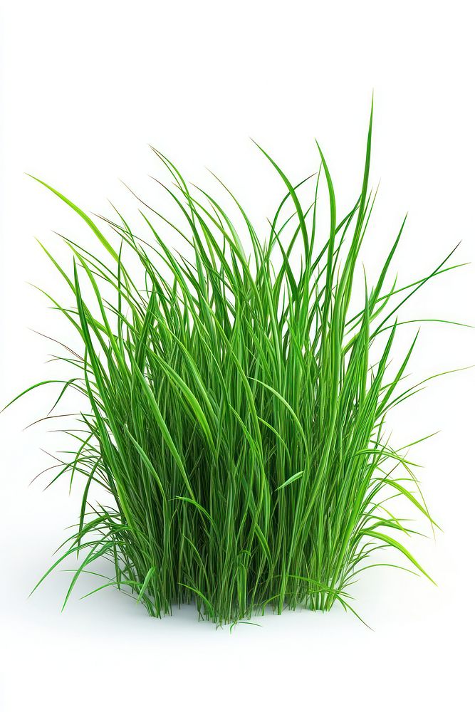 Bold green grass patch vegetation | Free Photo - rawpixel