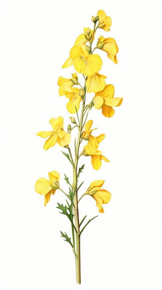 Toadflax stem flower illustration botanical. | Free Photo Illustration ...
