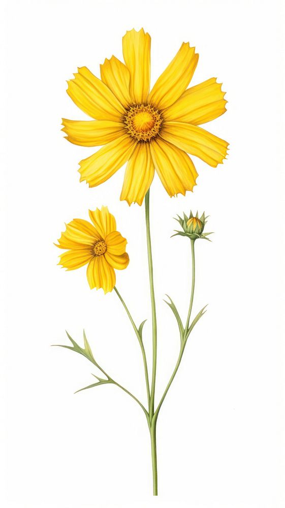 Coreopsis flower illustration botanical | Free Photo Illustration ...