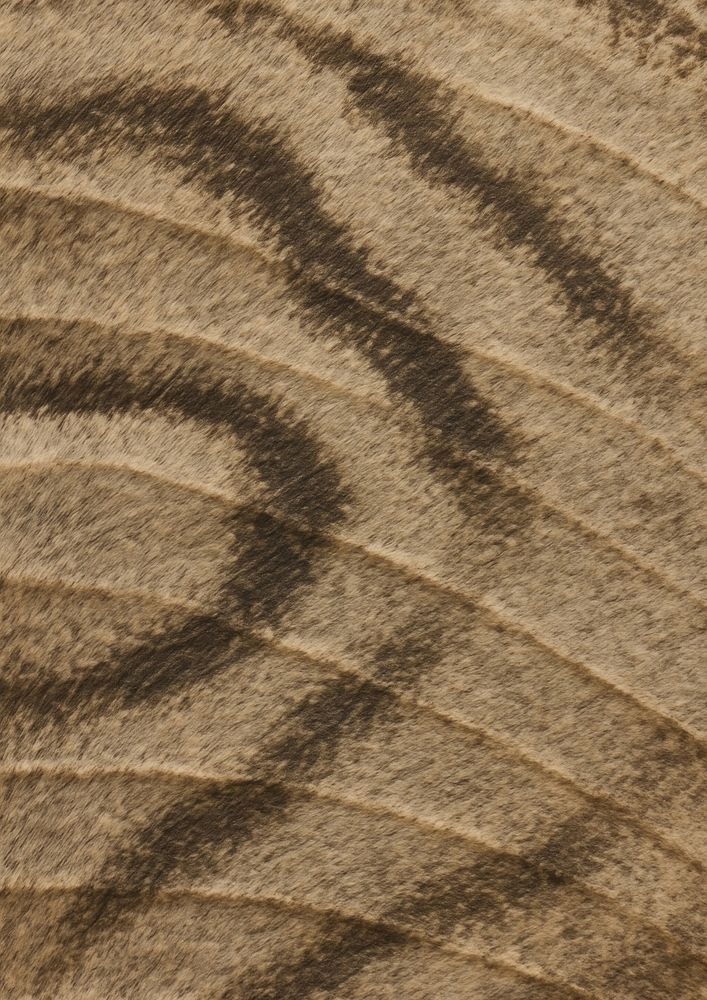 Natural zebra fur pattern texture | Free Photo - rawpixel