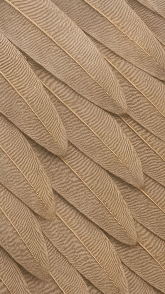 Elegant layered brown feathers | Free Photo - rawpixel