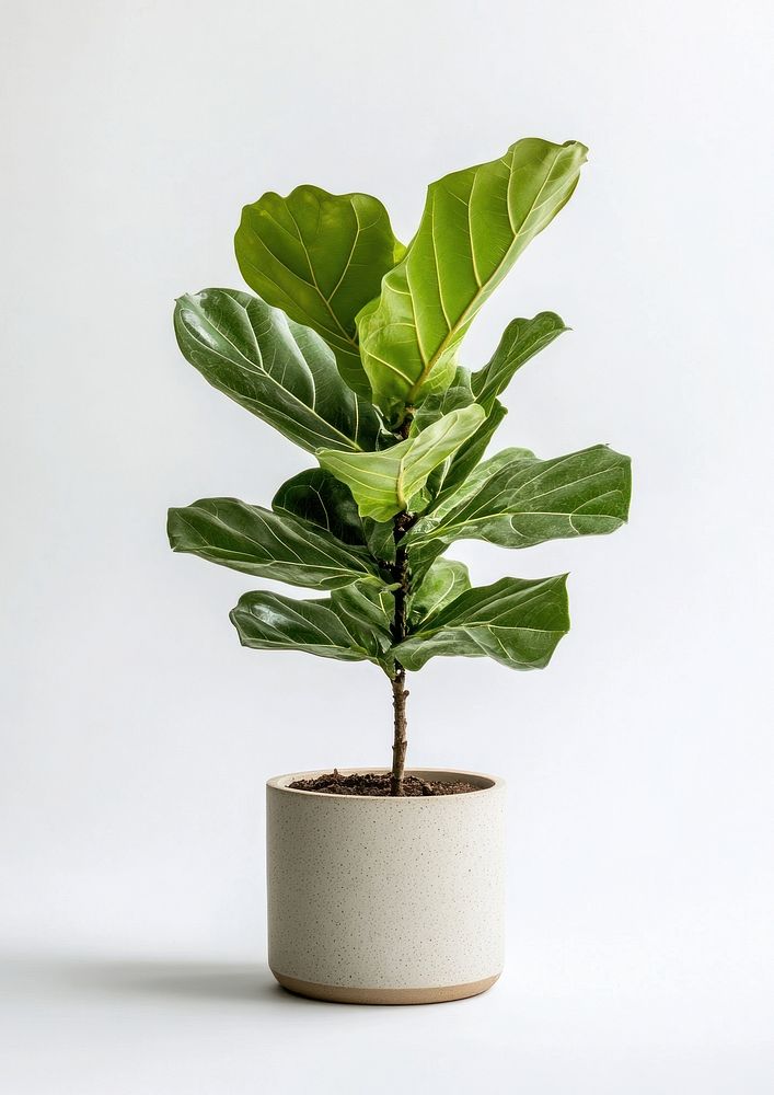 Figs Tree Photo Images | Free Photos, PNG Stickers, Wallpapers ...