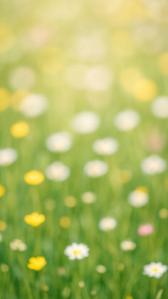 Blurred meadow flowers sunshine | Free Photo - rawpixel