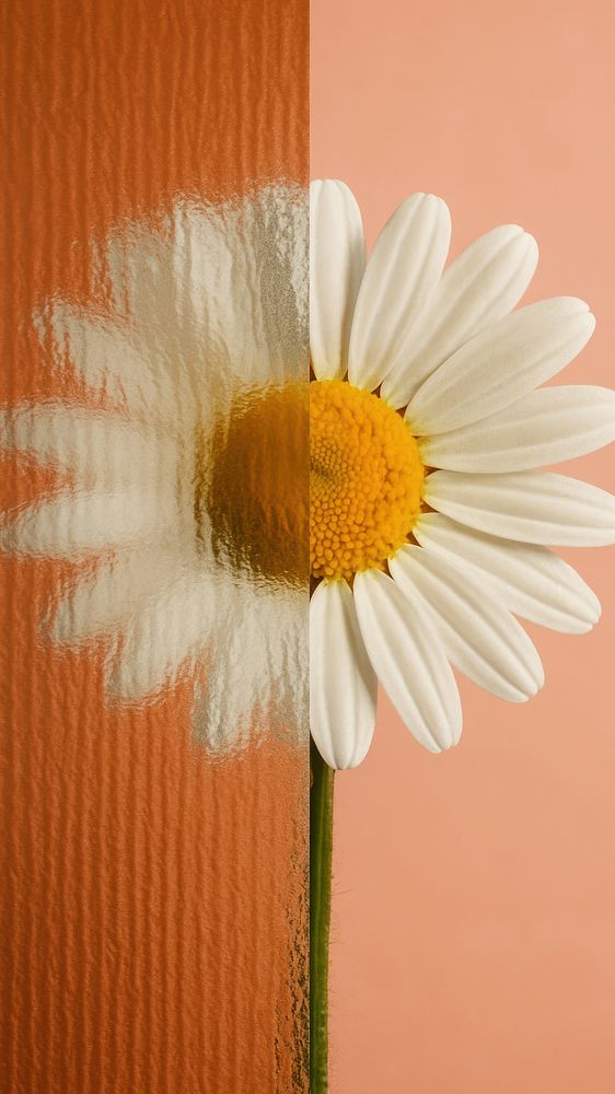 Daisy split textured contrast | Free Photo - rawpixel