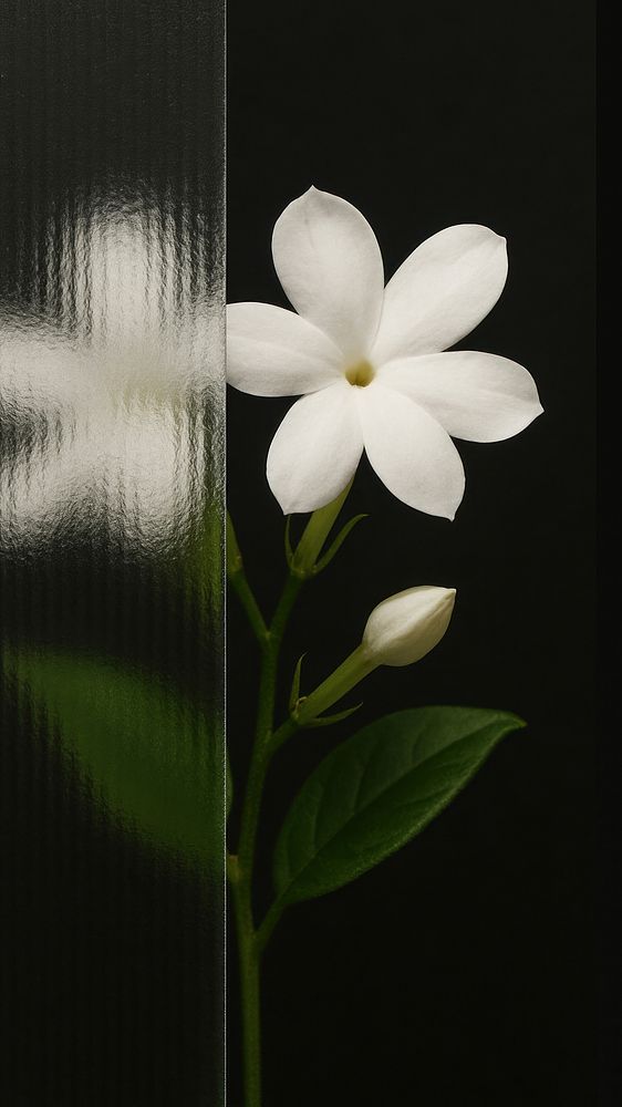 Aesthetic Jasmine Texture Images | Free Photos, PNG Stickers ...