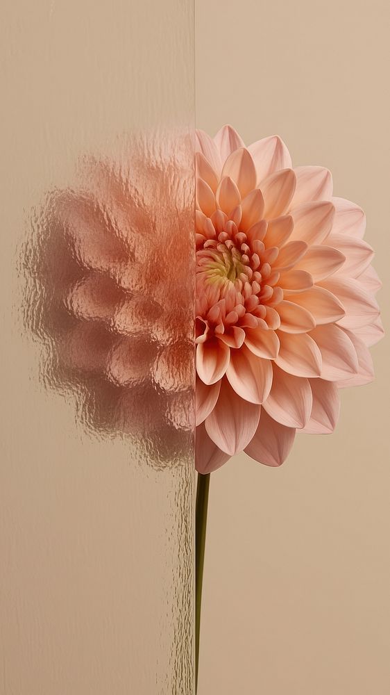Elegant dahlia behind textured glass | Free Photo - rawpixel