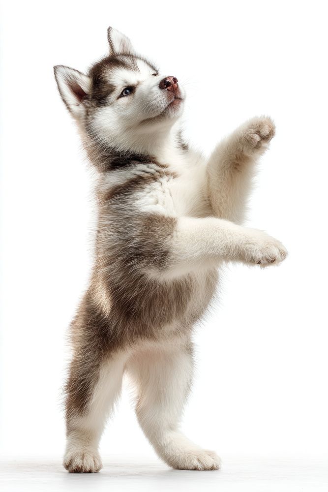 Standing PNG Images | Free Photos, PNG Stickers, Wallpapers ...