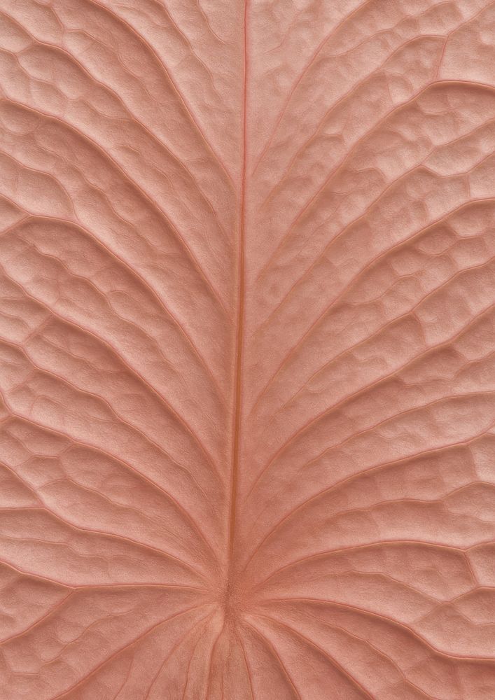 Delicate pink leaf texture | Free Photo - rawpixel