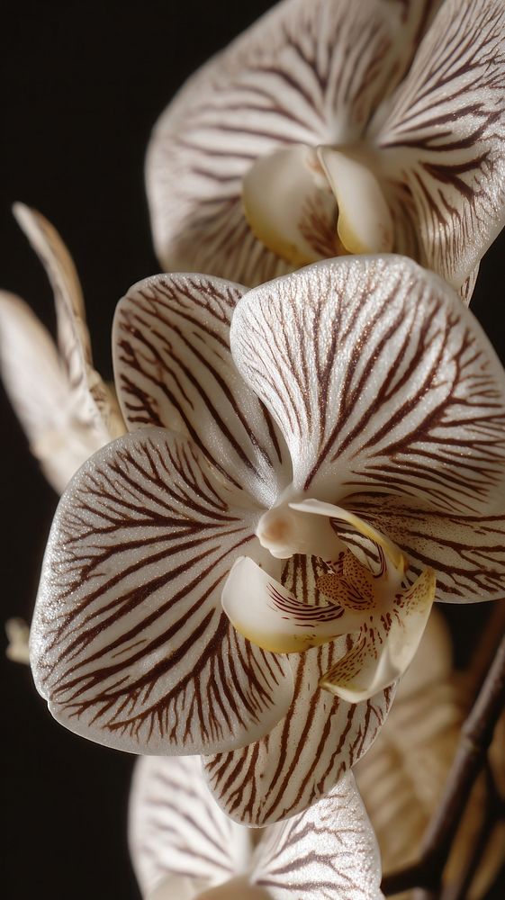 Detail Light Effect Shadow Wallpaper Lockscreen Images | Free Photos ...