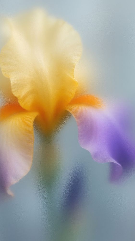 Ethereal iris flower art mobile | Free Photo - rawpixel