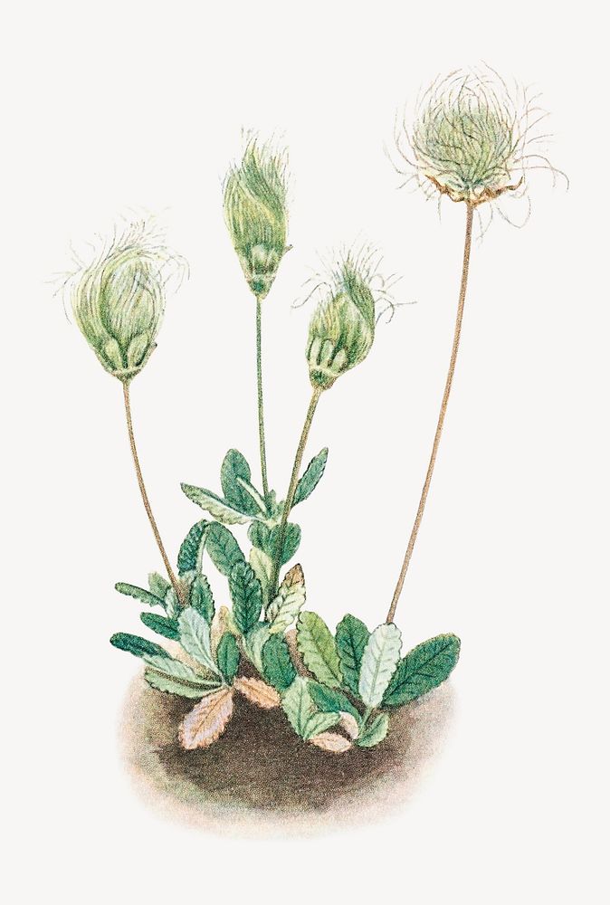 White Dryad North American Wildflowers | Free PSD Illustration - rawpixel