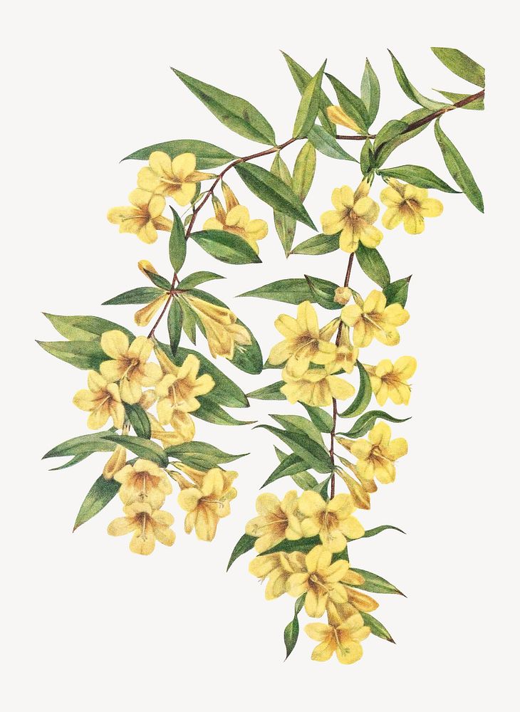 Carolina Jessamine North American Wildflowers | Free PSD - rawpixel