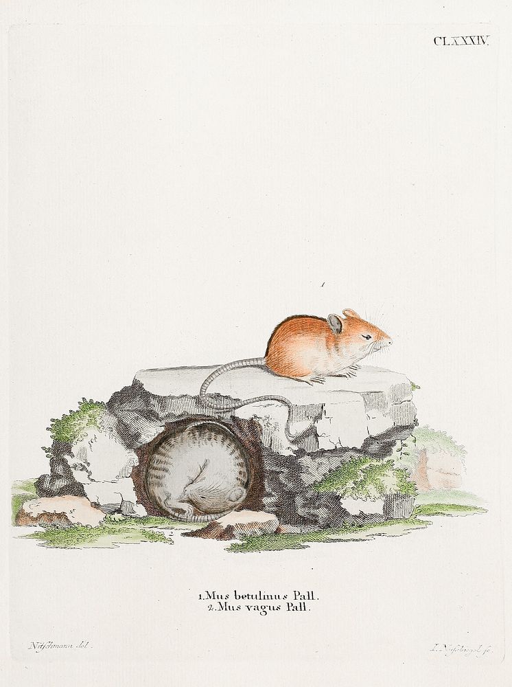 Northern birch mouse Die Säugthiere | Free Photo Illustration - rawpixel