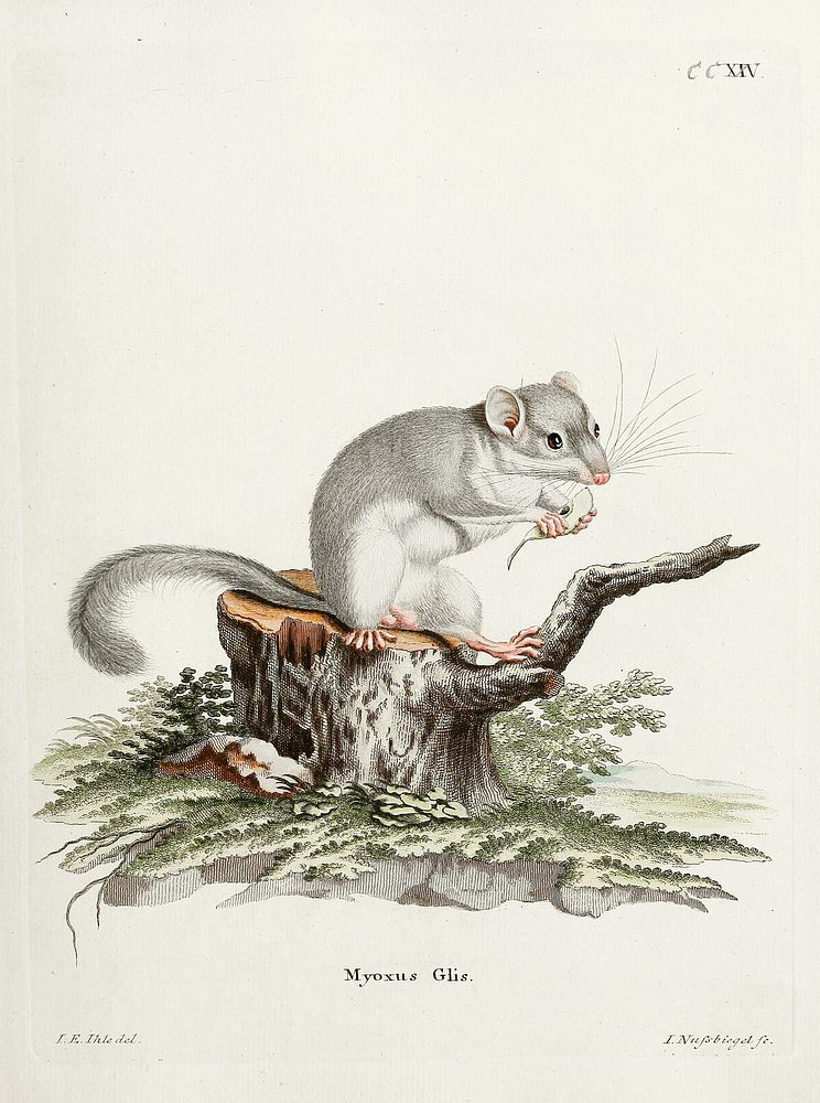 European edible dormouse Die Säugthiere | Free Photo Illustration ...