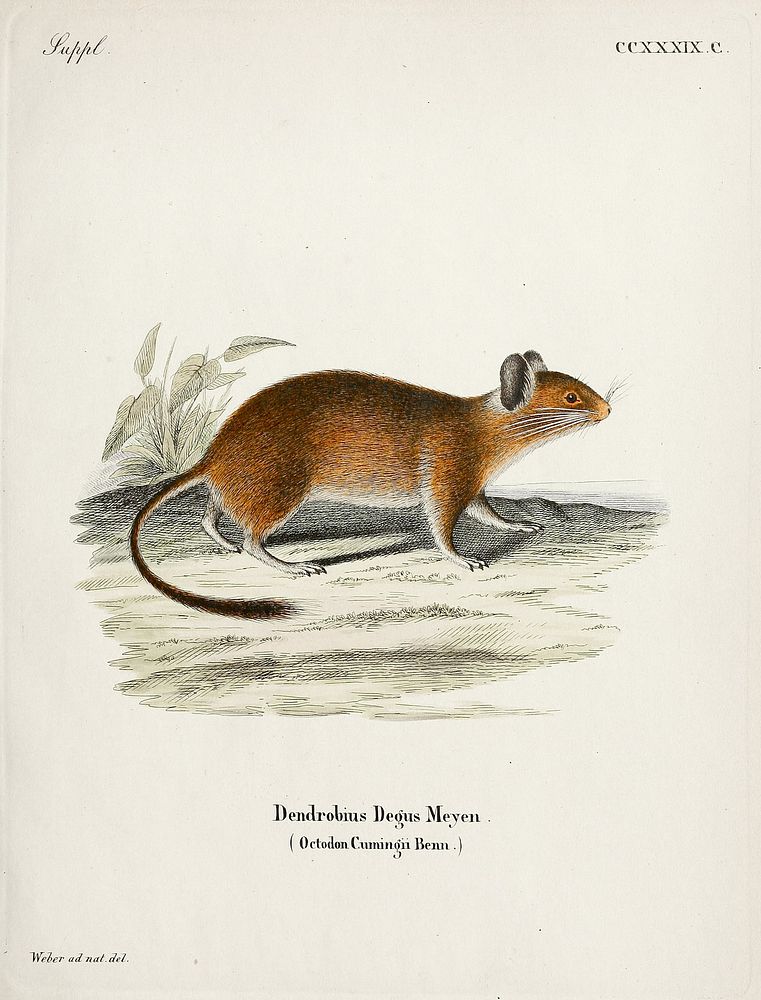 Common degu Die Säugthiere Abbildungen | Free Photo Illustration - rawpixel