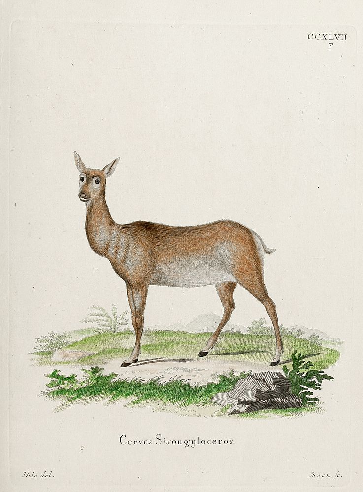 Roe deer Die Säugthiere Abbildungen | Free Photo Illustration - rawpixel