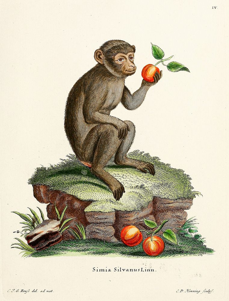 Barbary macaque Die Säugthiere Abbildungen | Free Photo Illustration ...