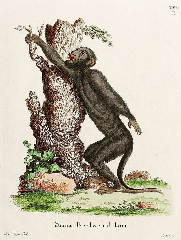 Red-handed howler Die Säugthiere Abbildungen | Free Photo Illustration ...