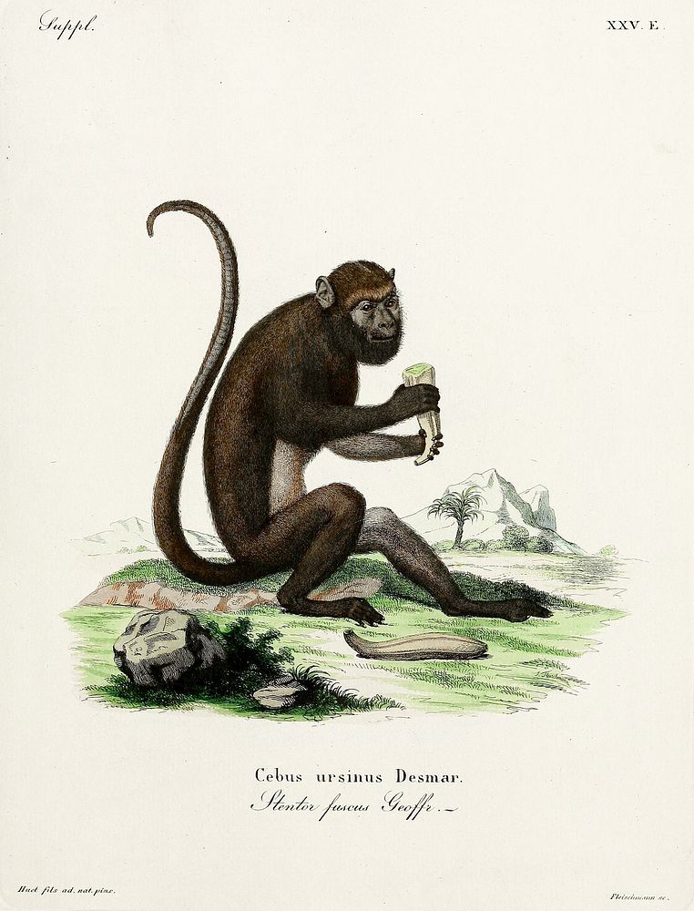 Brown howler Die Säugthiere Abbildungen | Free Photo Illustration ...