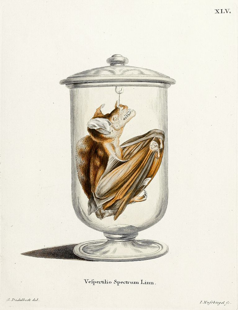 Spectral bat Die Säugthiere Abbildungen | Free Photo Illustration ...