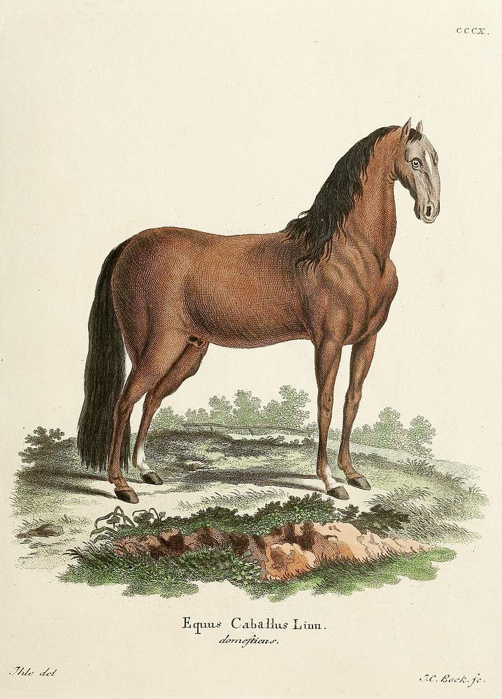 Horse Die Säugthiere Abbildungen nach | Free Photo Illustration - rawpixel