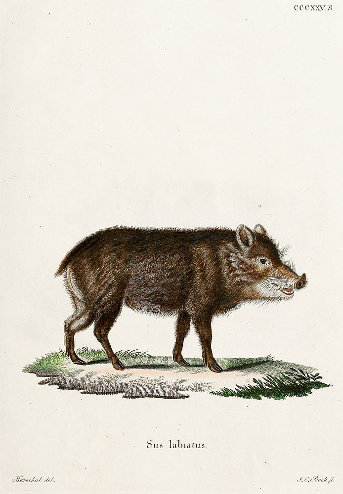 Northern Chinese boar Die Säugthiere | Free Photo Illustration - rawpixel